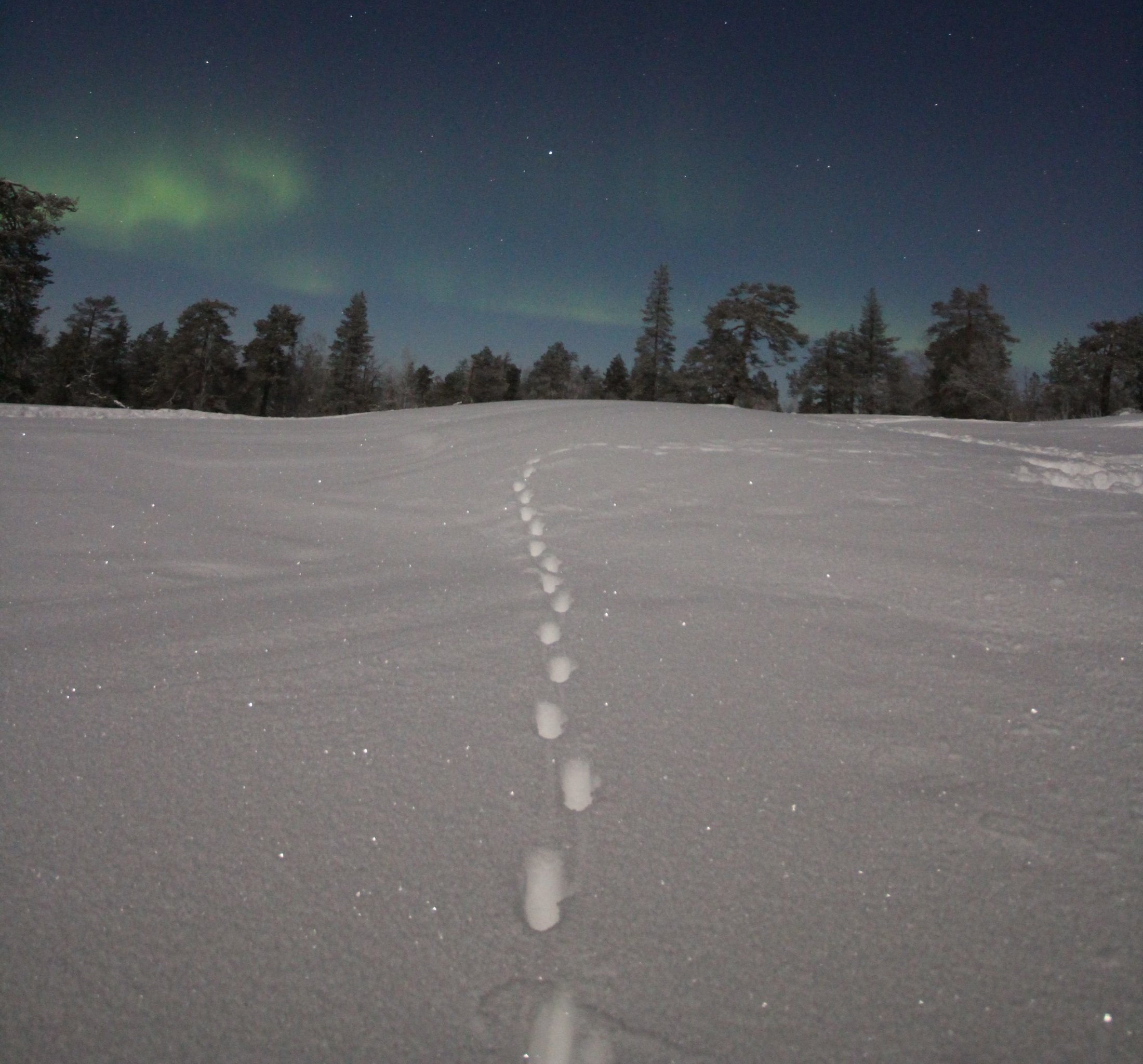 Firefox visits our hill top. 05.02.2020 - Lapland Welcome in Finland